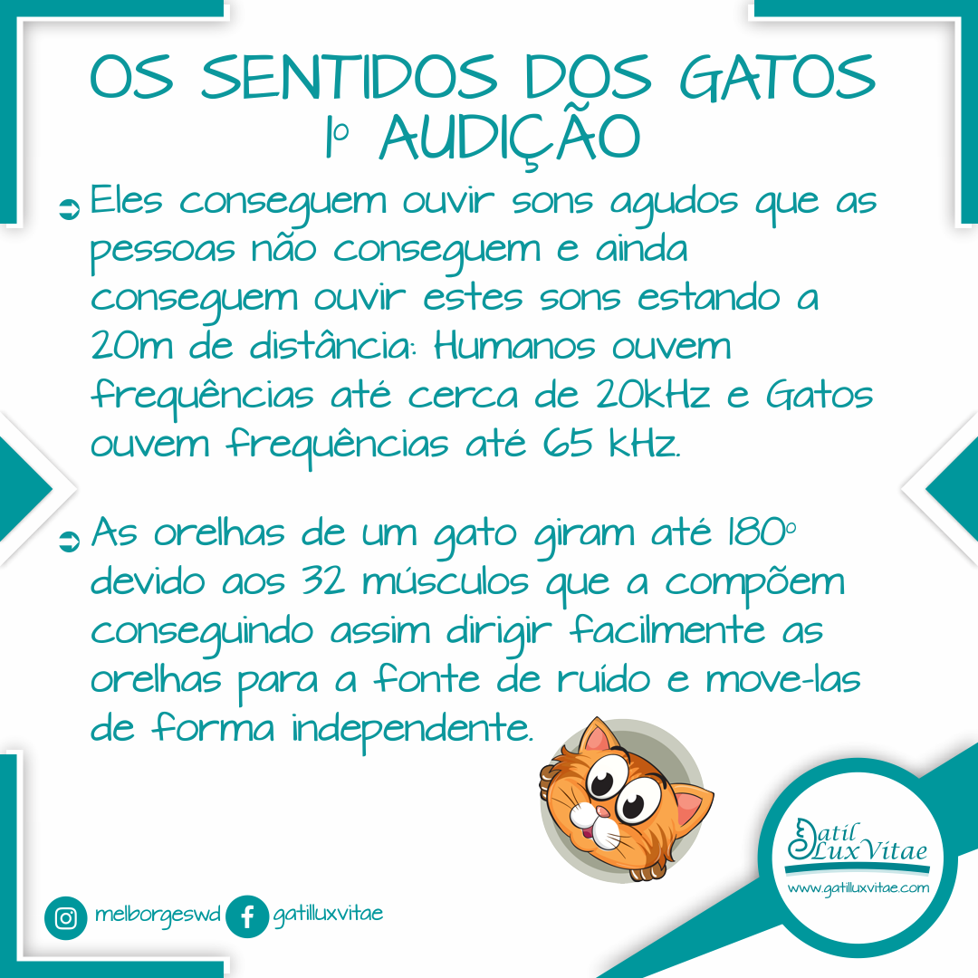 Você Conhece Os Sentidos dos Gatos – Gatil Lux Vitae