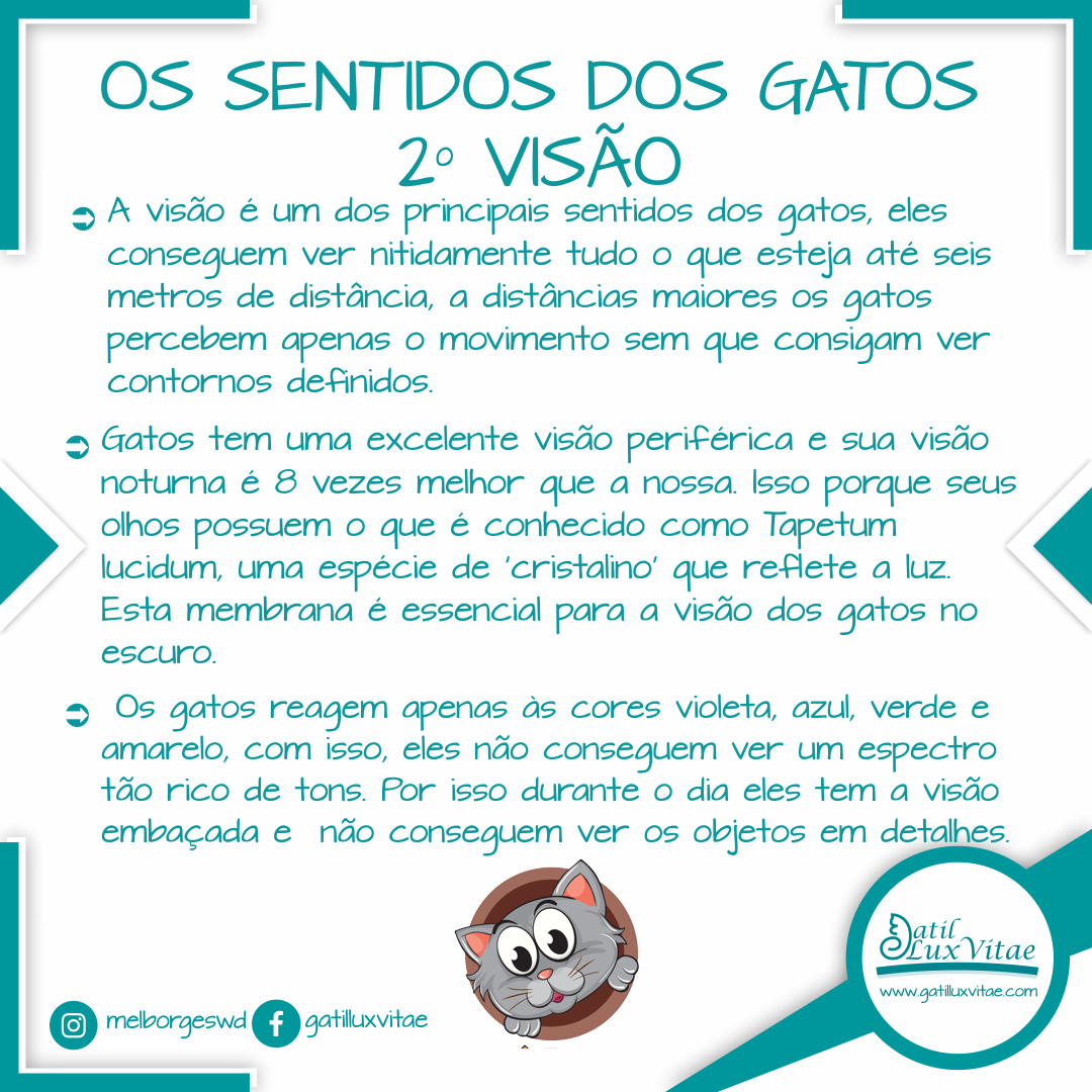 Você Conhece Os Sentidos dos Gatos – Gatil Lux Vitae