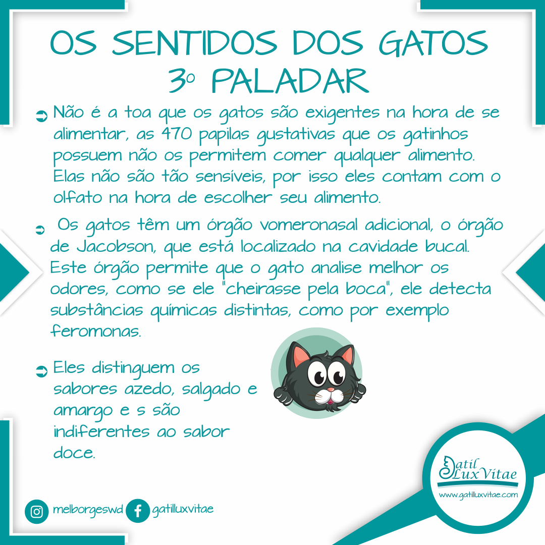 Você Conhece Os Sentidos dos Gatos – Gatil Lux Vitae